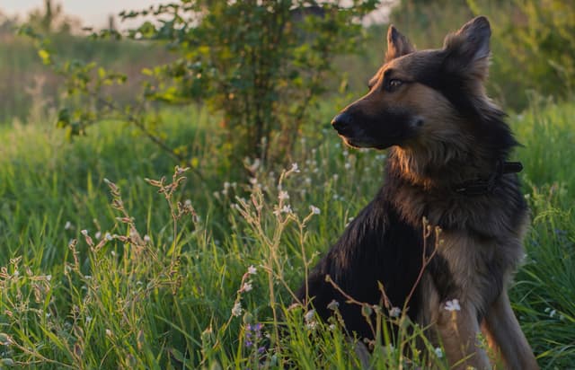 Pals of Paws Society